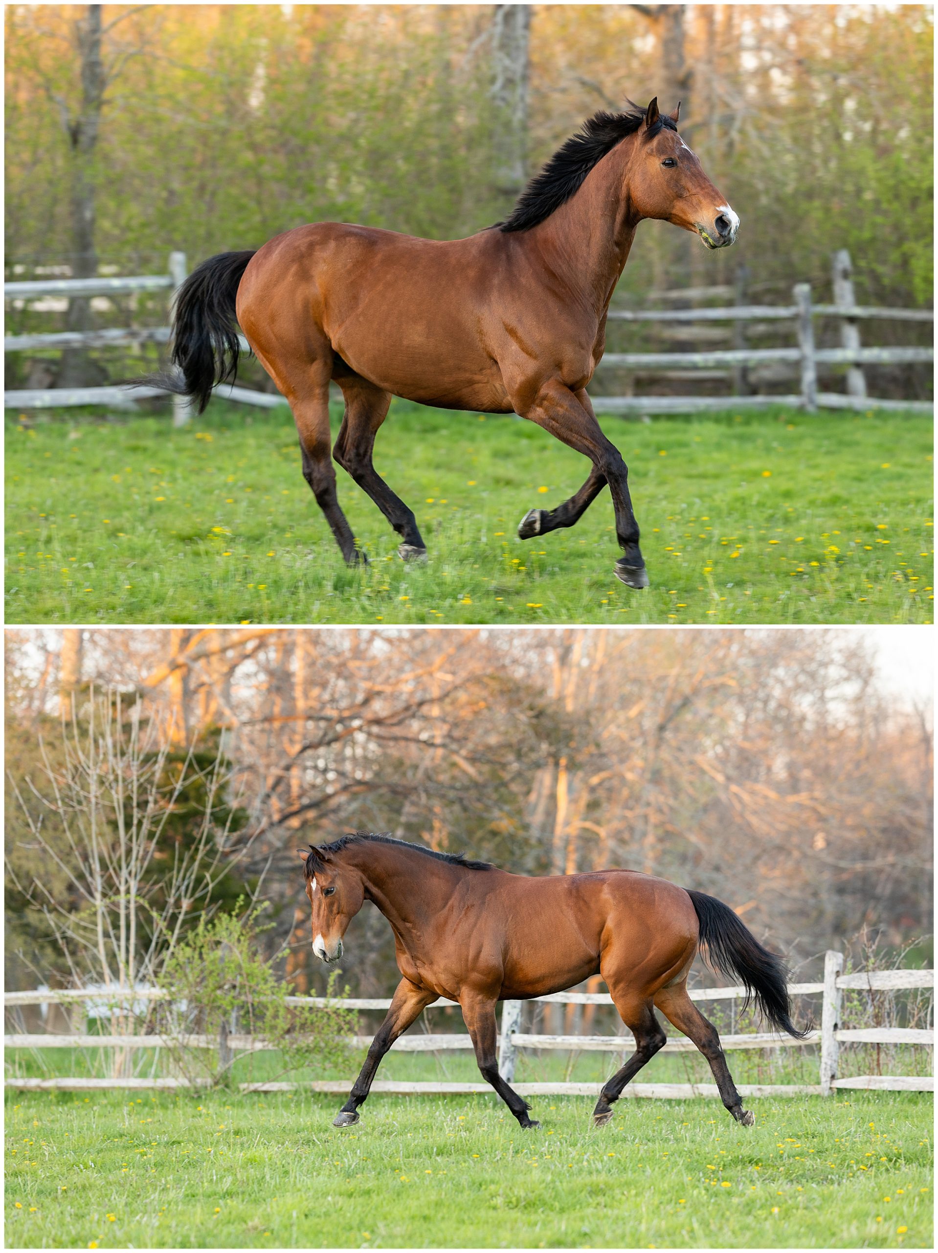 Trippi + Jess | Equine Portrait - Polar Square Designs